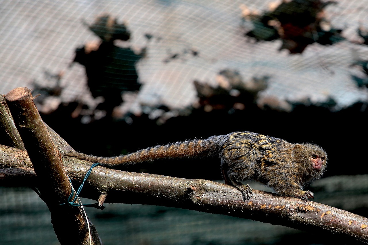 25 Playful Animals That Start With P - The Wildlife Quest