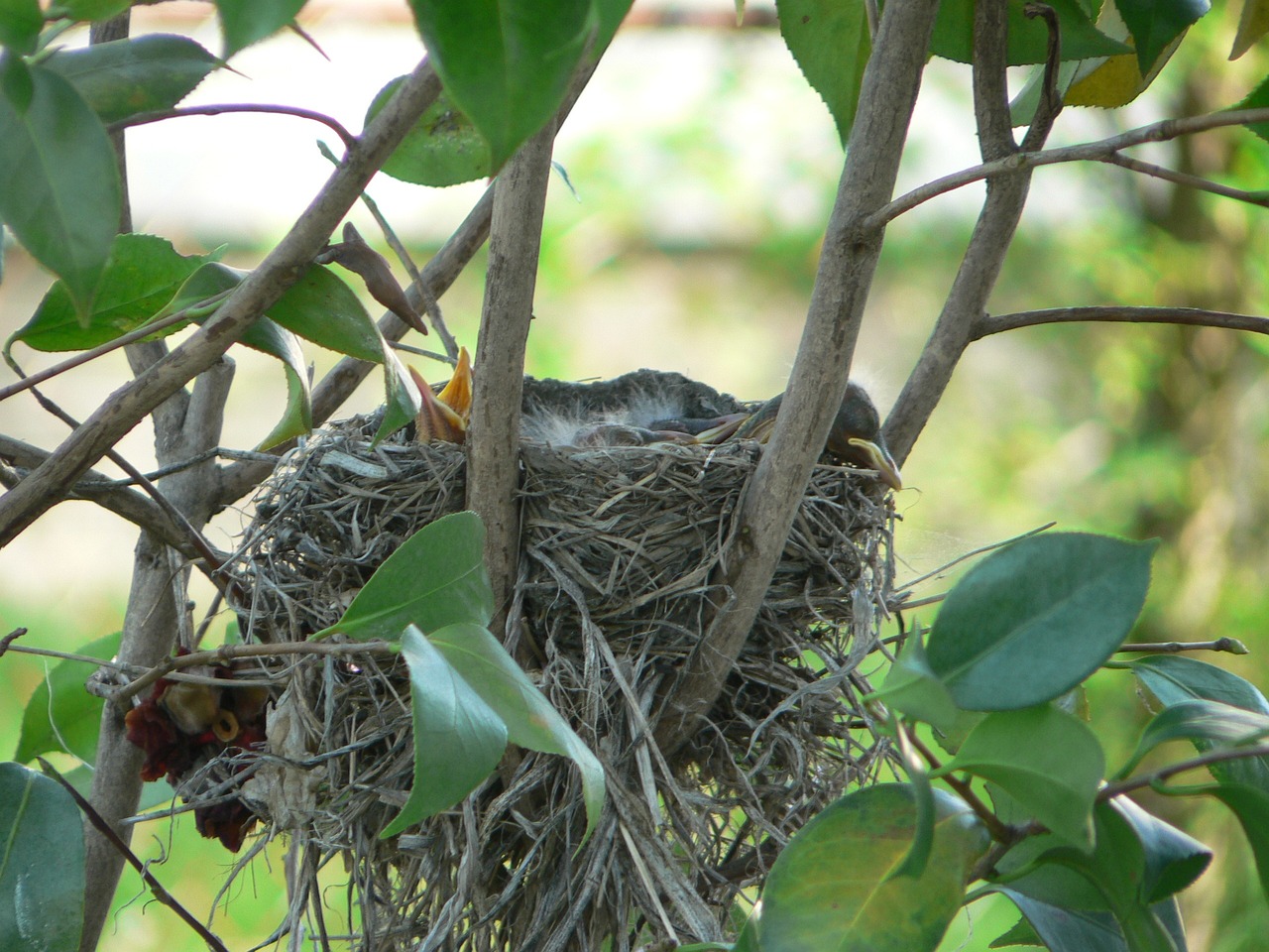 American Robins Nesting: Everything You Need to Know - The Wildlife Quest