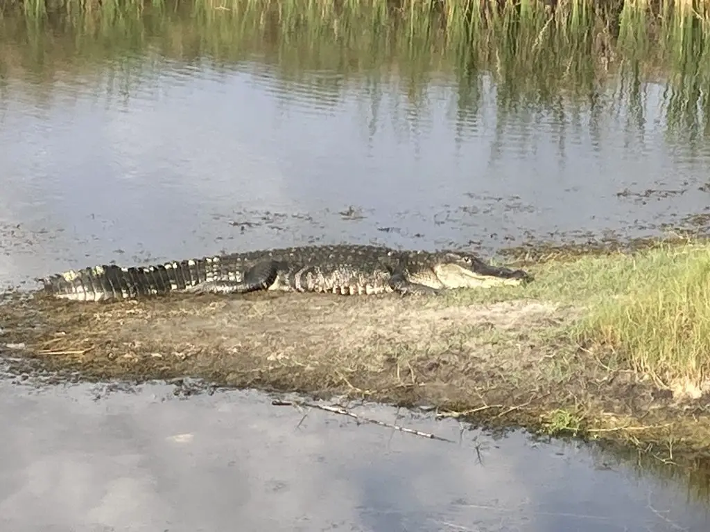 Wildlife of Florida: 25 Iconic Creatures of the Sunshine State - The ...