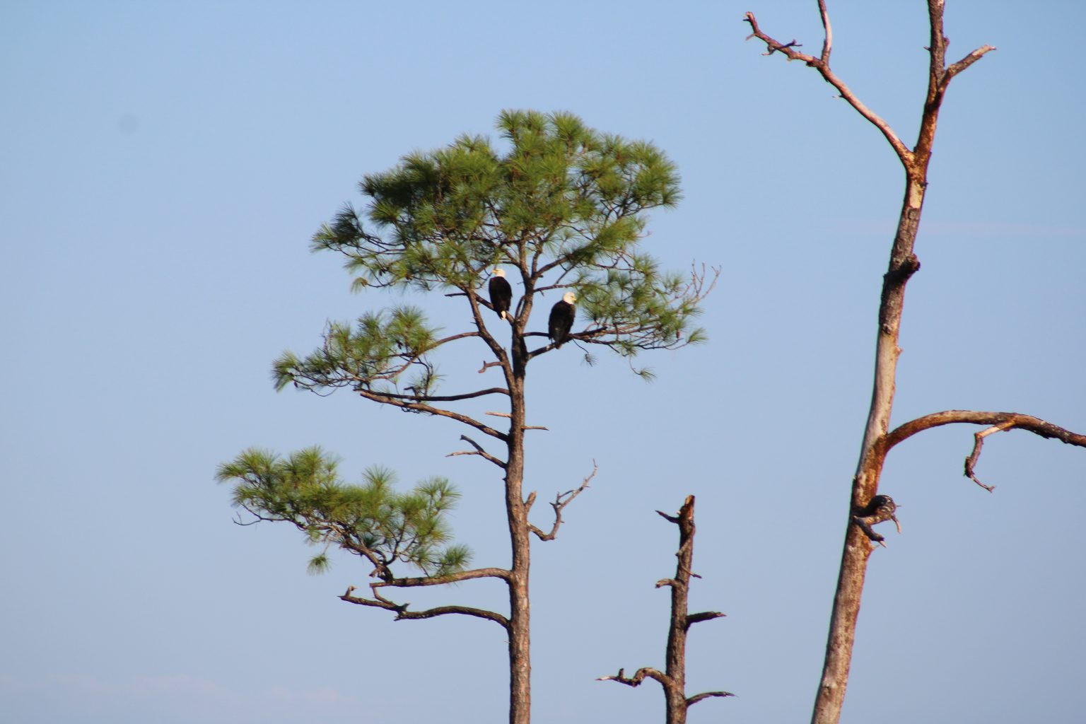 Wildlife of Florida: 28 Iconic Creatures of the Sunshine State - The ...