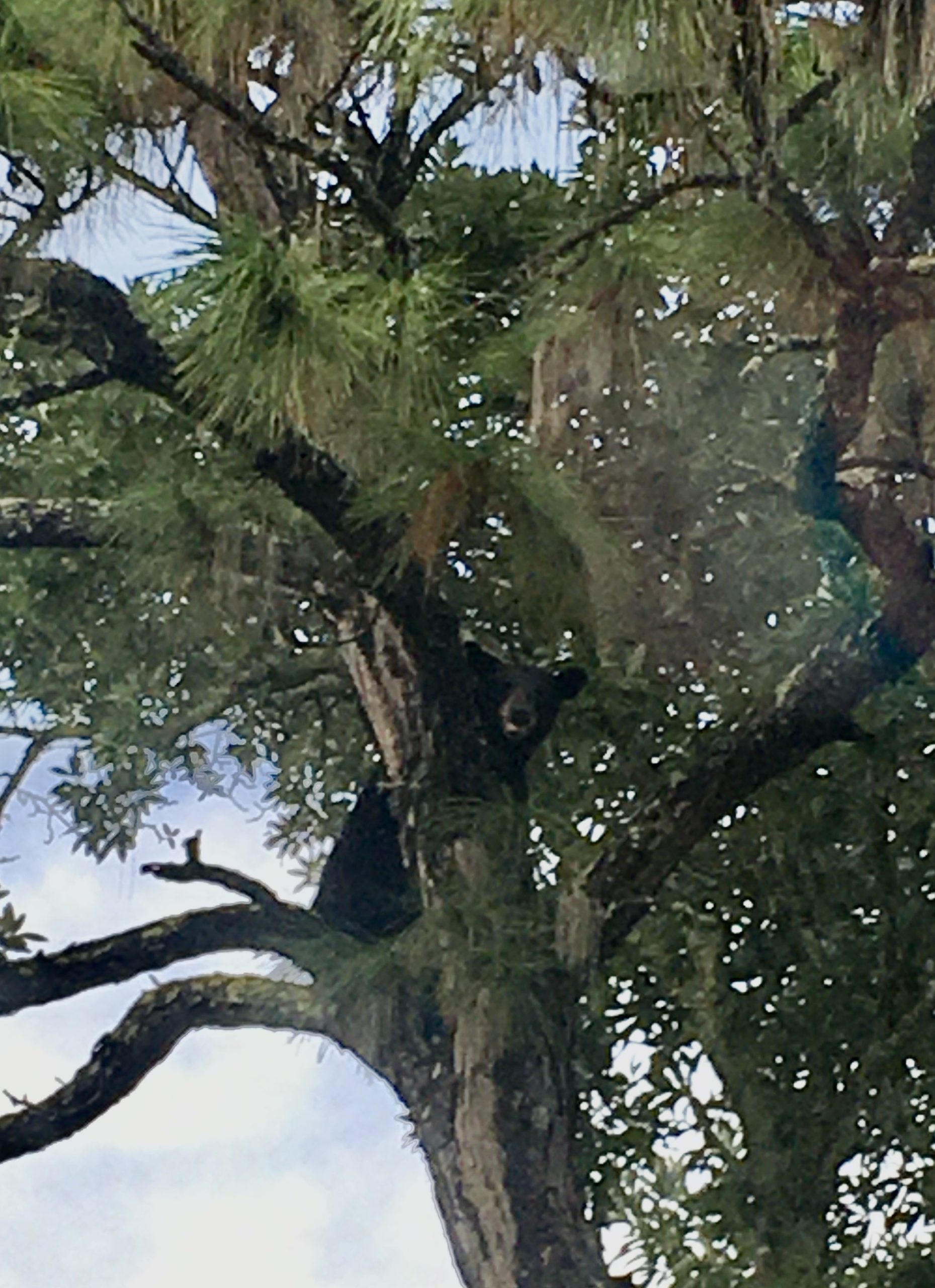 Wildlife of Florida: 28 Iconic Creatures of the Sunshine State - The ...