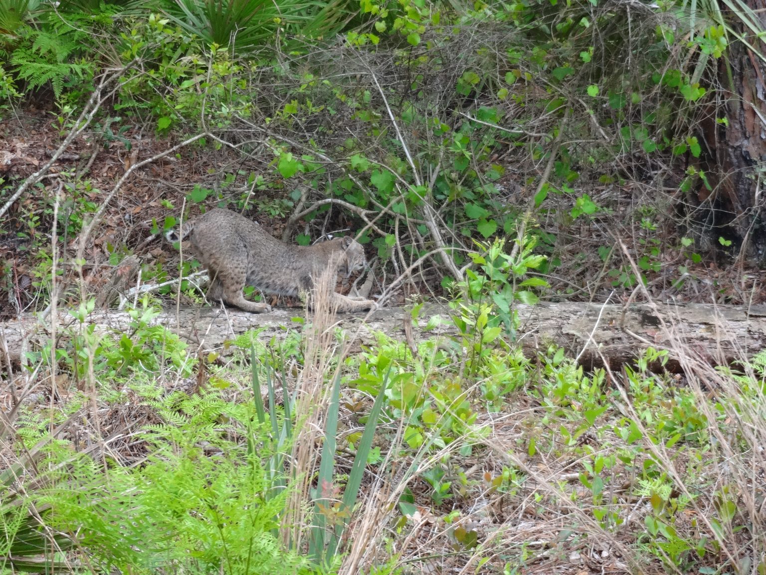 Wildlife of Florida: 28 Iconic Creatures of the Sunshine State - The ...