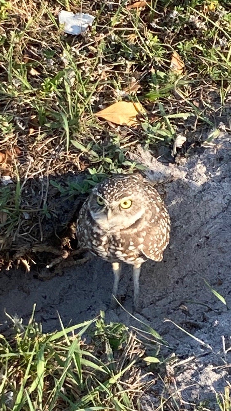 Wildlife of Florida: 28 Iconic Creatures of the Sunshine State - The ...