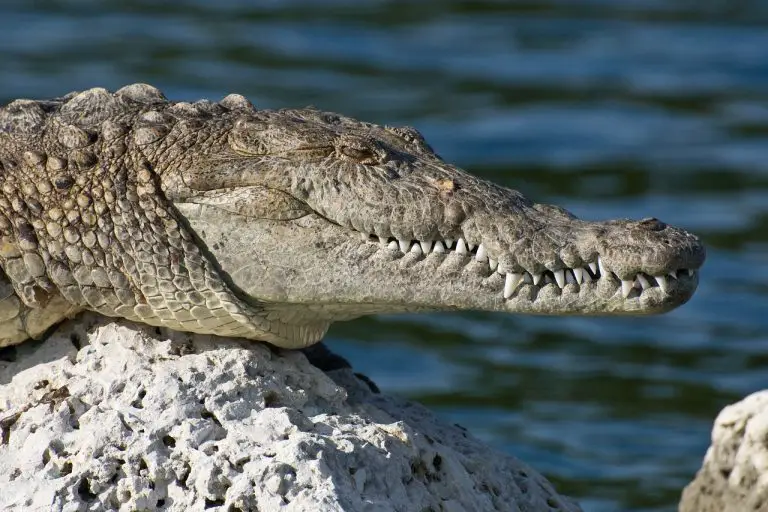 Wildlife of Florida: 28 Iconic Creatures of the Sunshine State - The ...