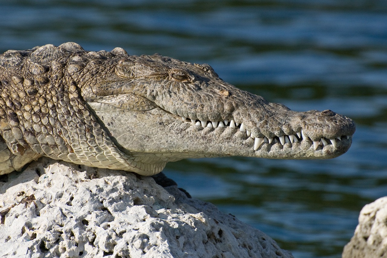 Wildlife of Florida: 28 Iconic Creatures of the Sunshine State - The ...