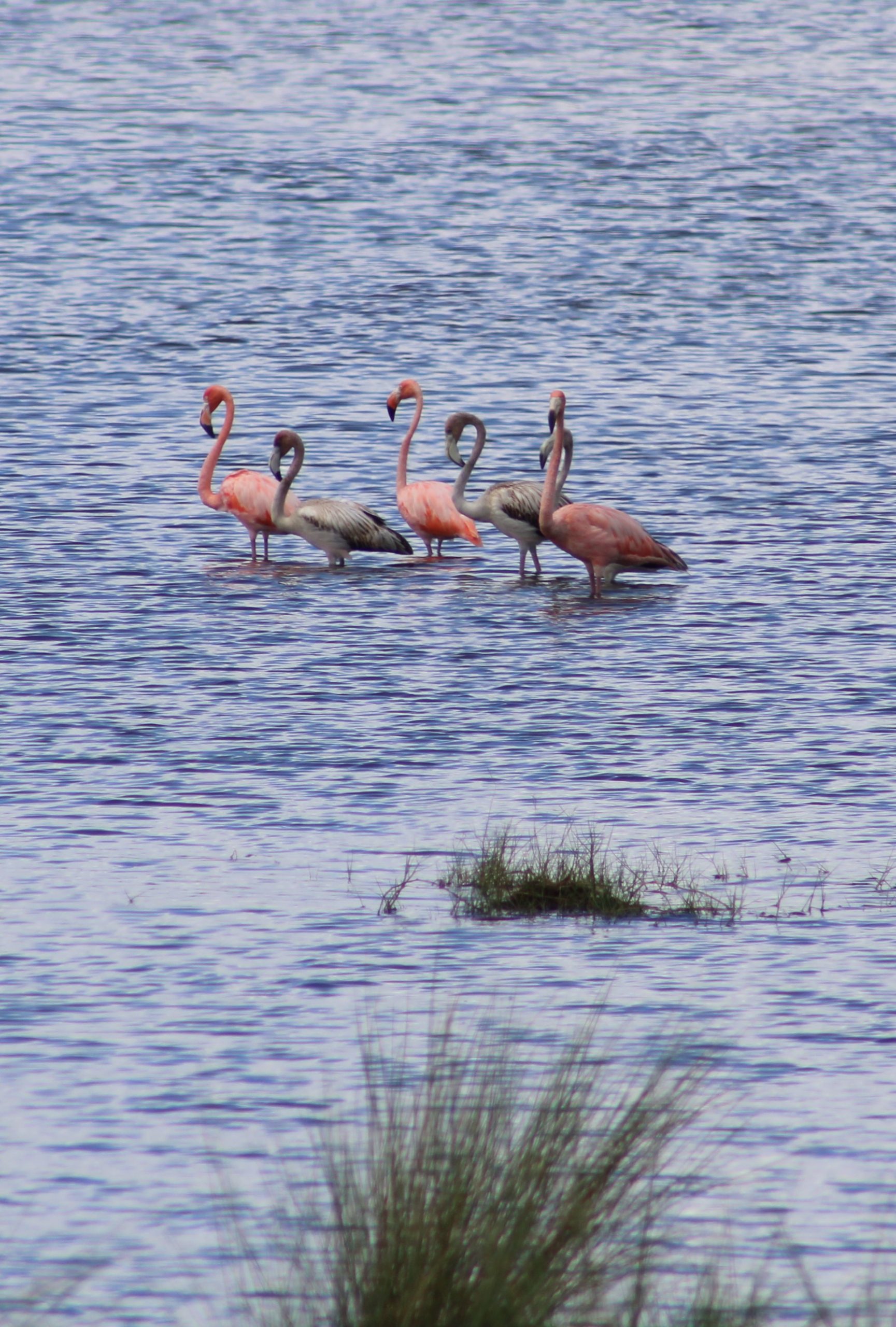 Collective Nouns for Animals - The Wildlife Quest