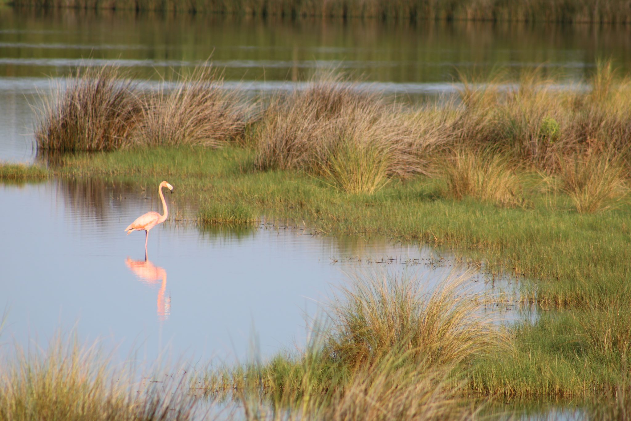 Wildlife of Florida: 28 Iconic Creatures of the Sunshine State - The ...