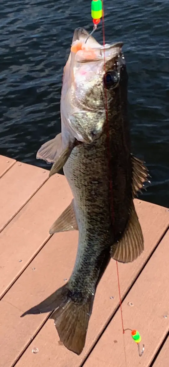 Wildlife of Florida: 28 Iconic Creatures of the Sunshine State - The ...