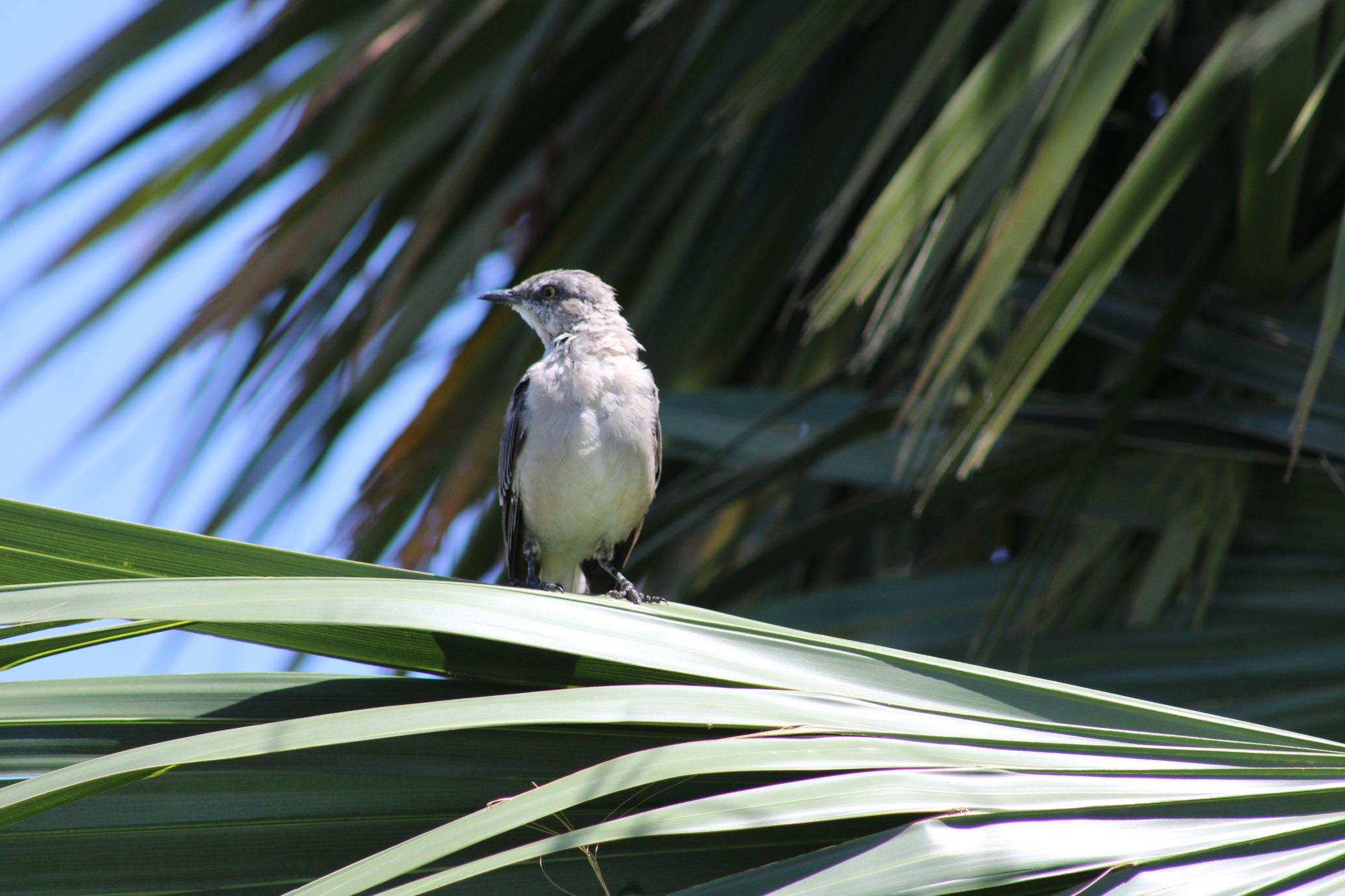 Wildlife of Florida: 28 Iconic Creatures of the Sunshine State - The ...