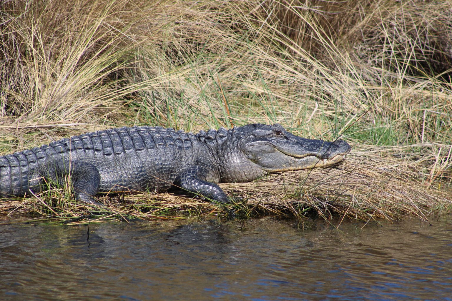 Wildlife of Florida: 28 Iconic Creatures of the Sunshine State - The ...