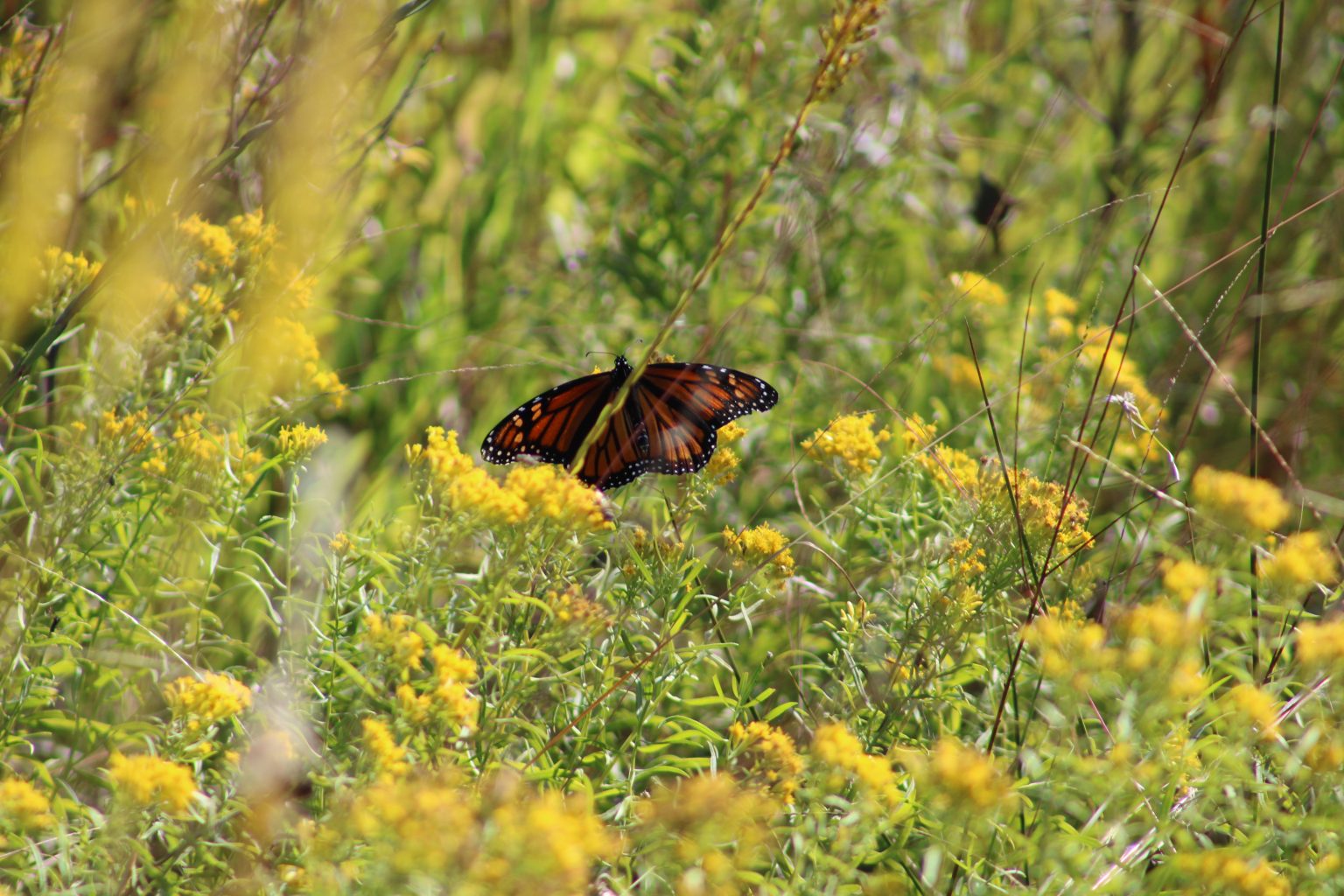 Wildlife of Florida: 28 Iconic Creatures of the Sunshine State - The ...