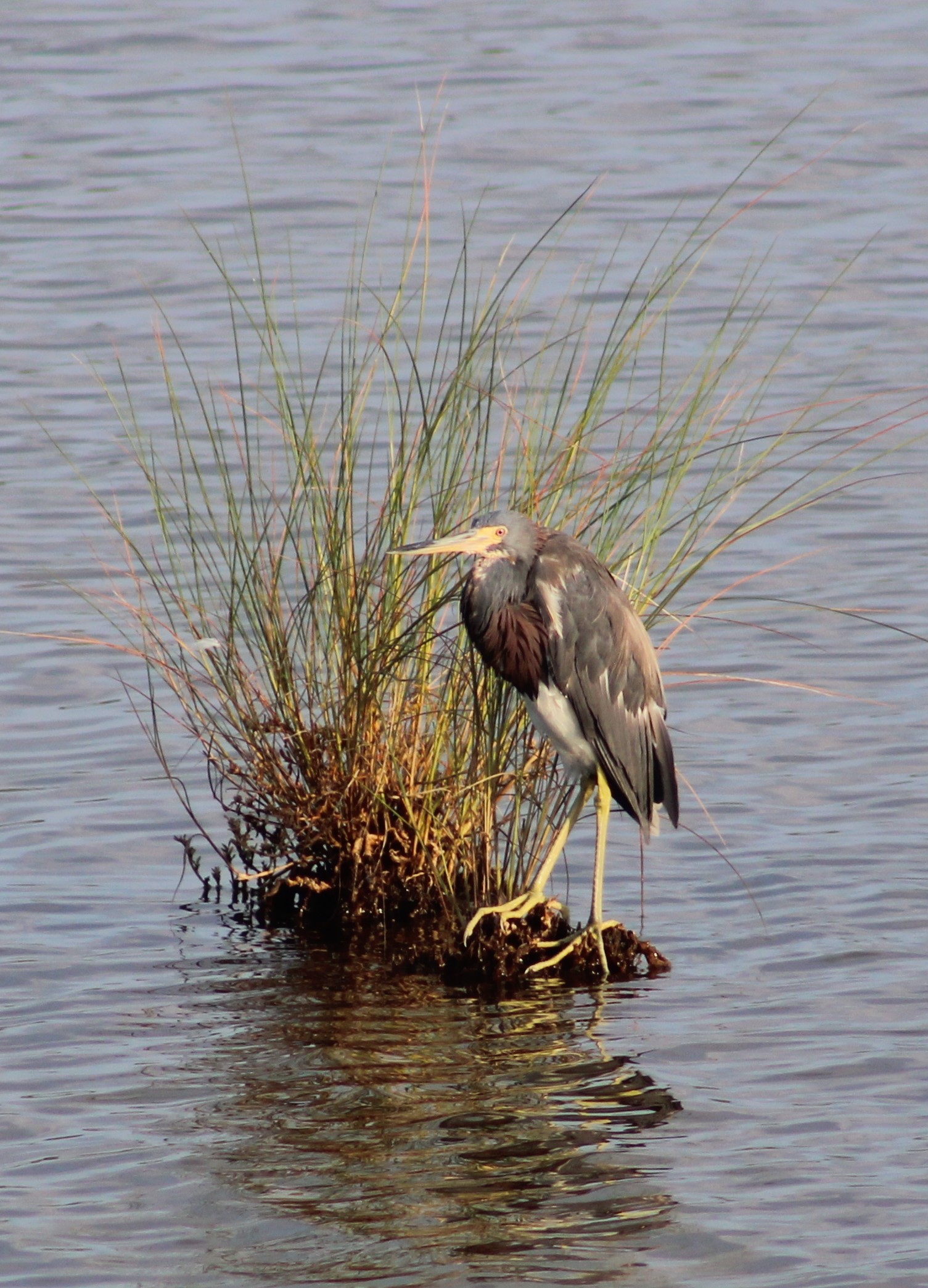 Wildlife of Florida: 28 Iconic Creatures of the Sunshine State - The ...