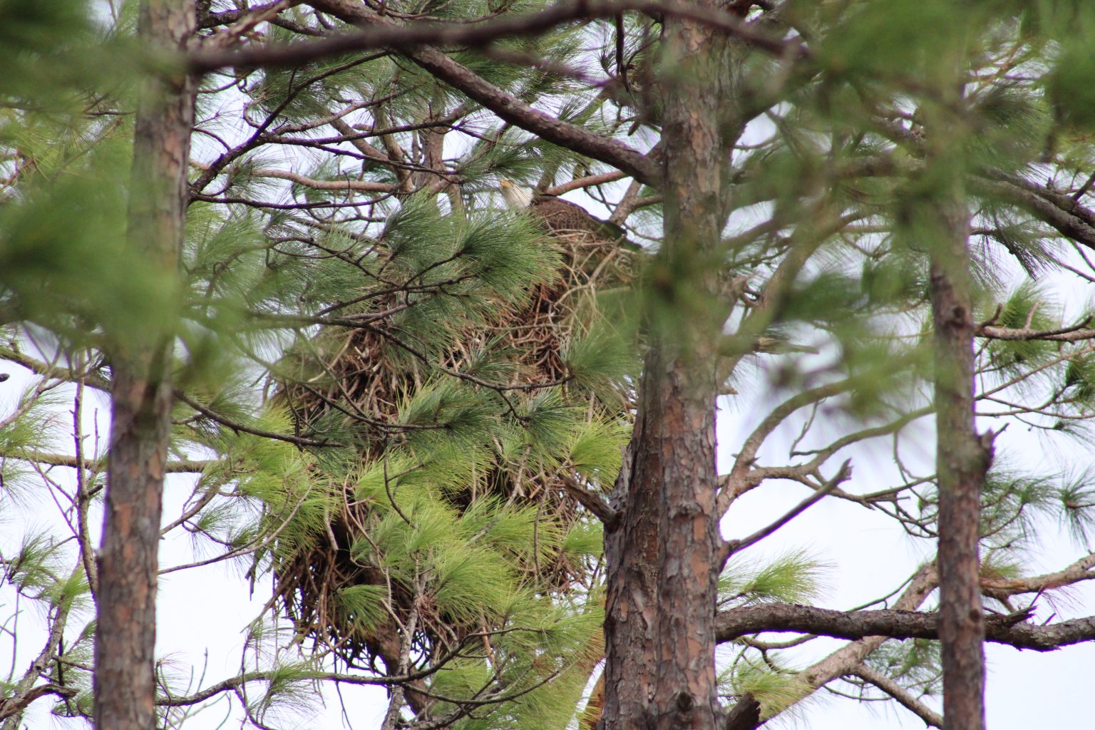 Bald Eagles Nesting: What You Want To Know - The Wildlife Quest