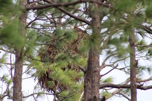 Bald Eagles Nesting: What You Want To Know - The Wildlife Quest