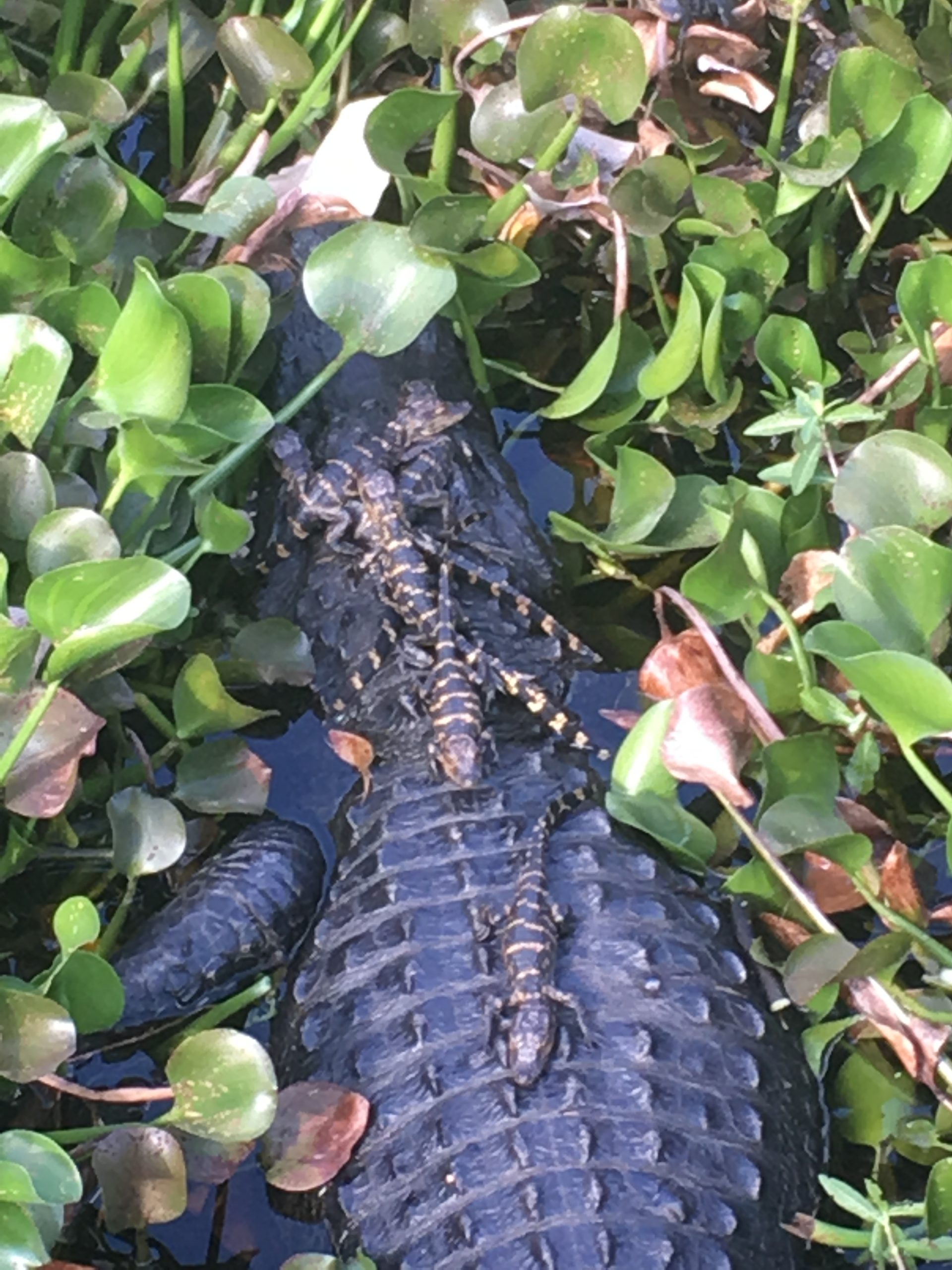 165+ Animals That Start With A - The Wildlife Quest