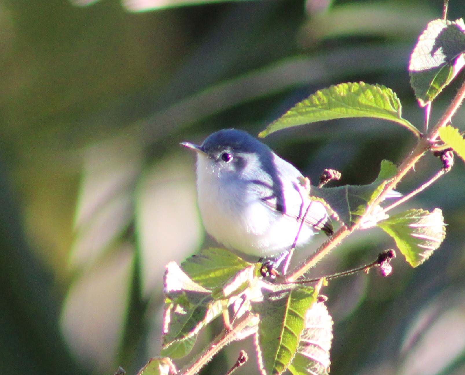 27 Blue Animals: Prepare to be Mesmerized! - The Wildlife Quest