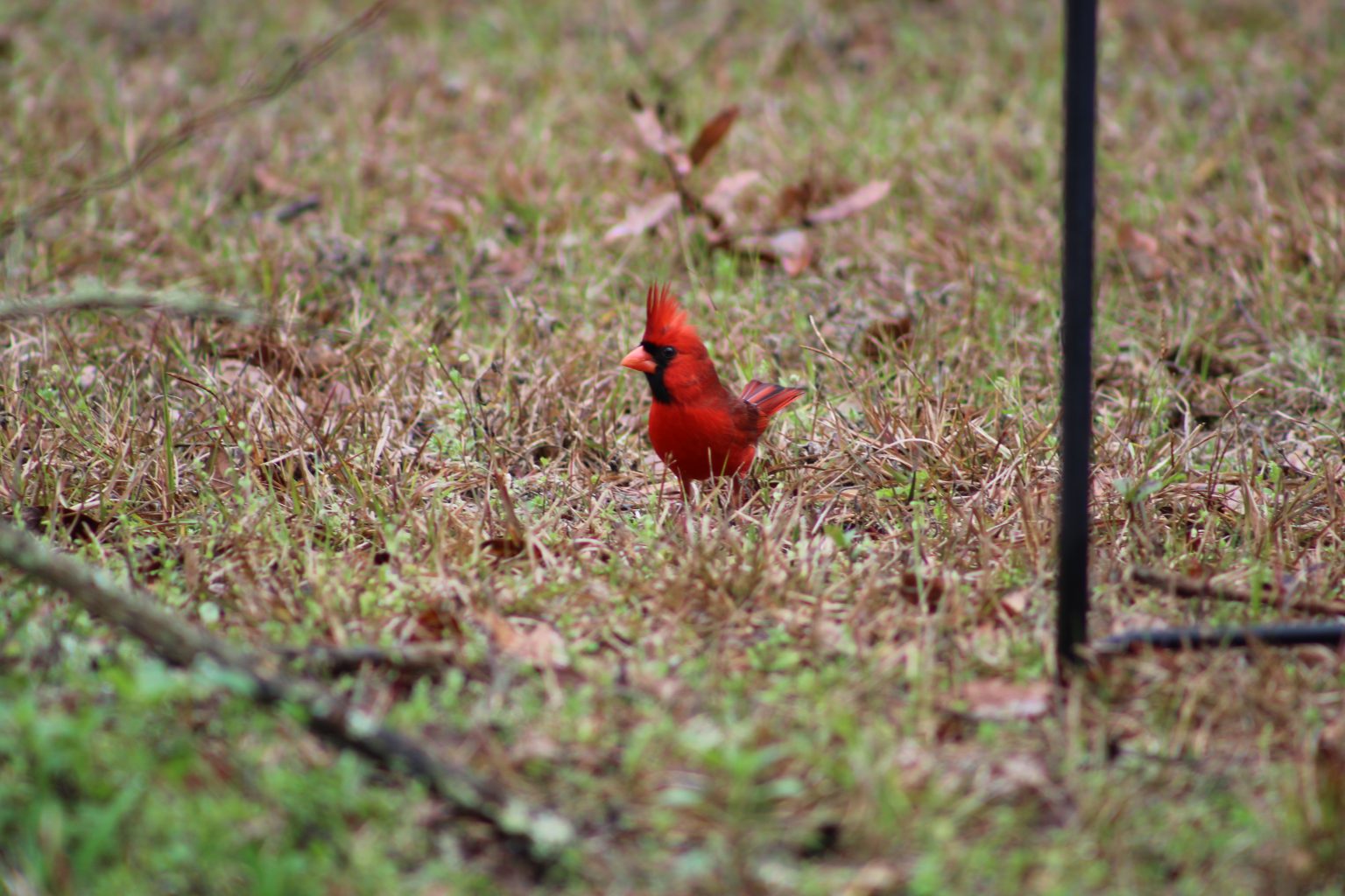 25 Red Animals: Discover A Vibrant Menagerie! - The Wildlife Quest