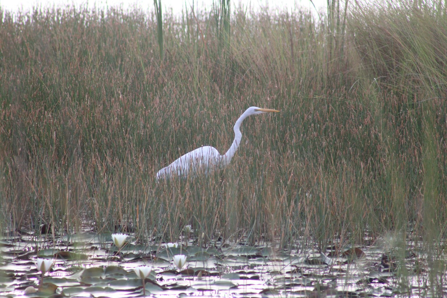 25 White Animals: Unveiling the Elegance of White Fauna - The Wildlife ...