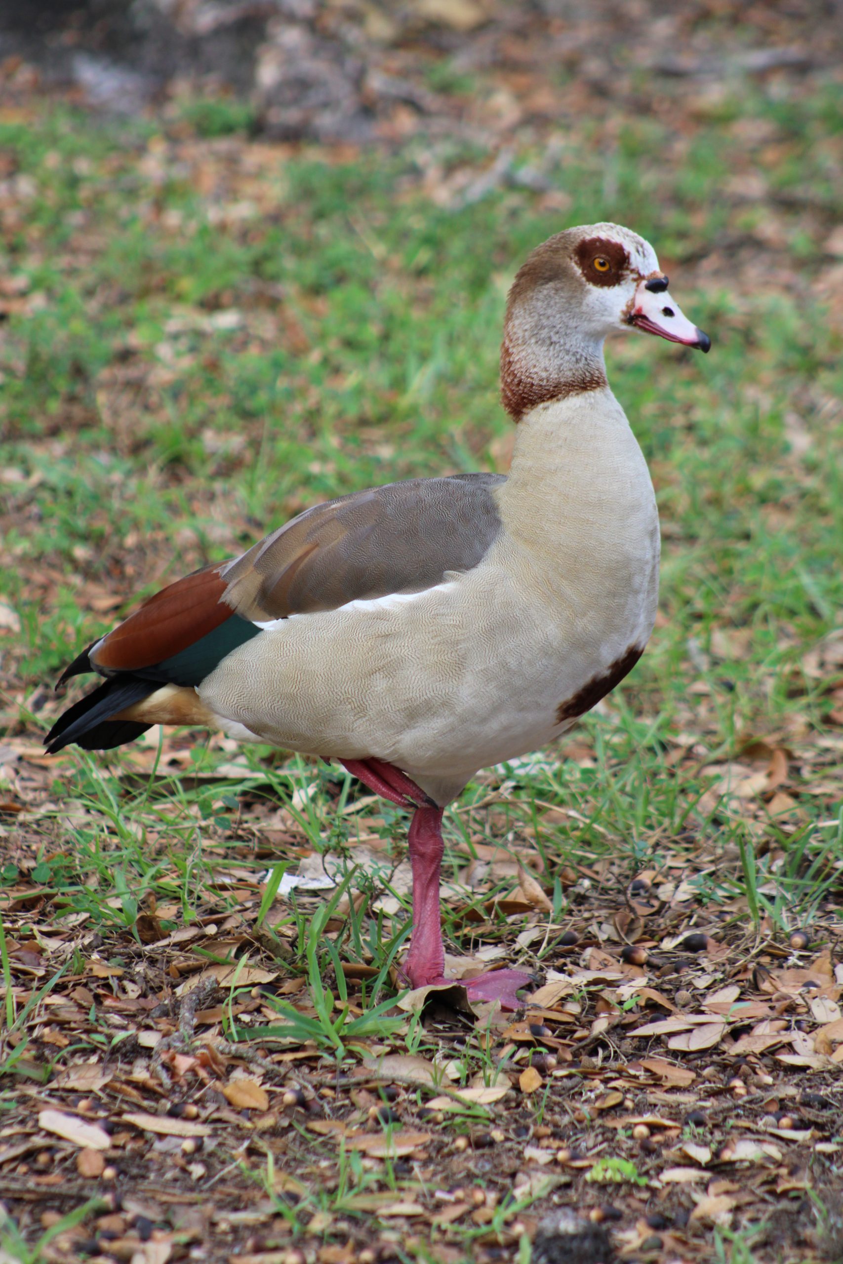 20 Animals Starting With E - The Wildlife Quest