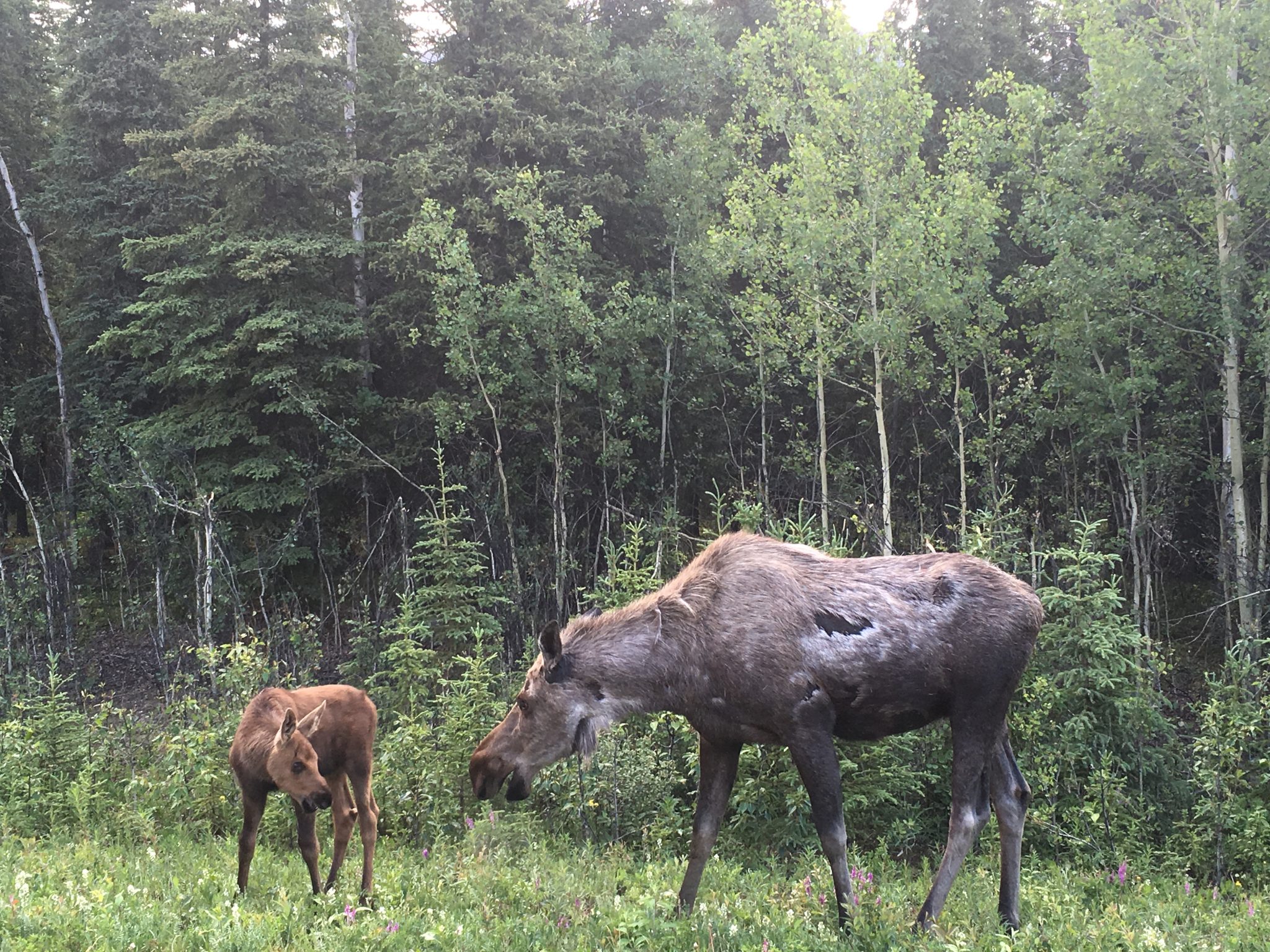 100+ Animals That Live In America - The Wildlife Quest