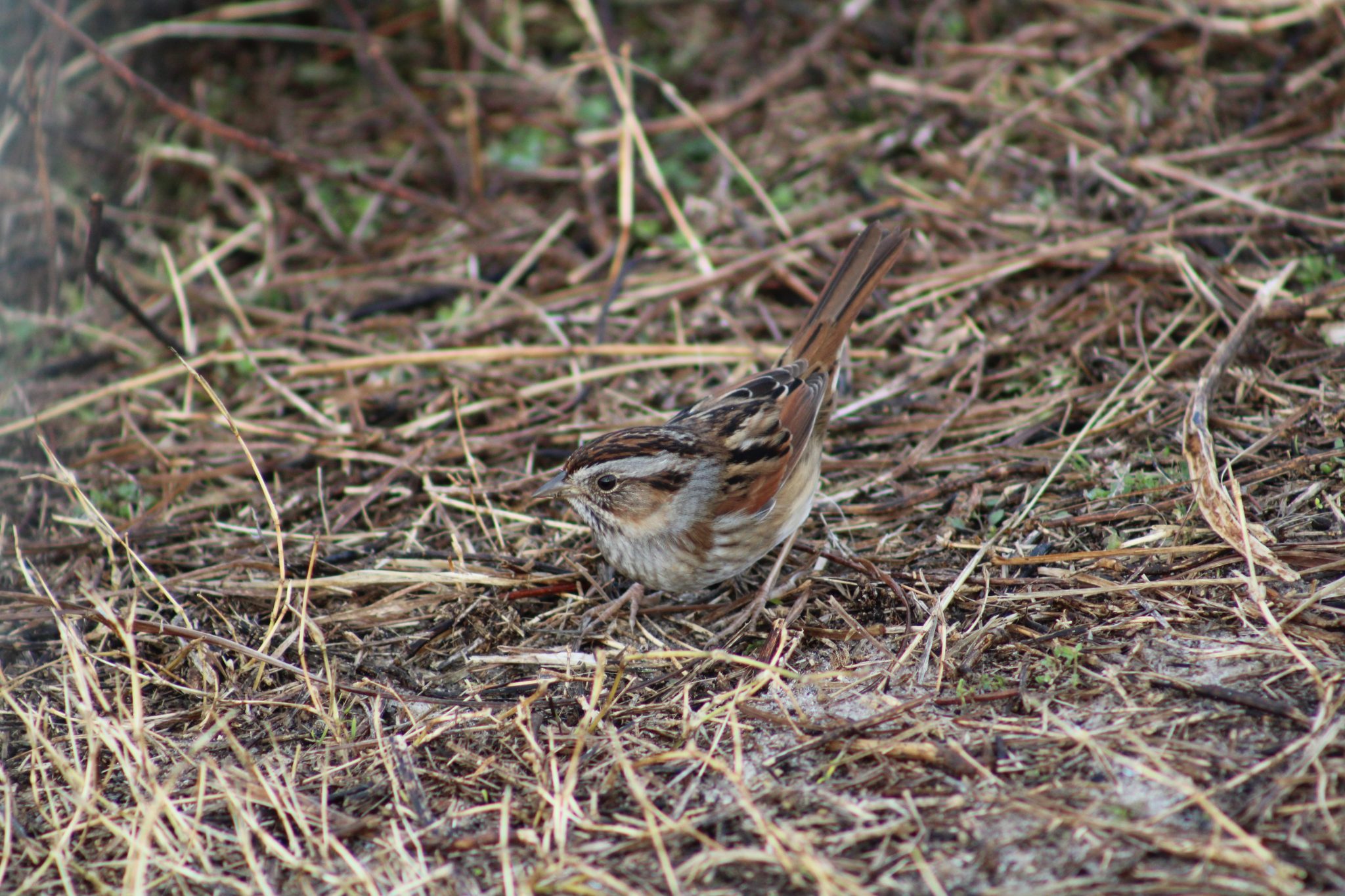 House Sparrow Nesting: What You Want To Know - The Wildlife Quest