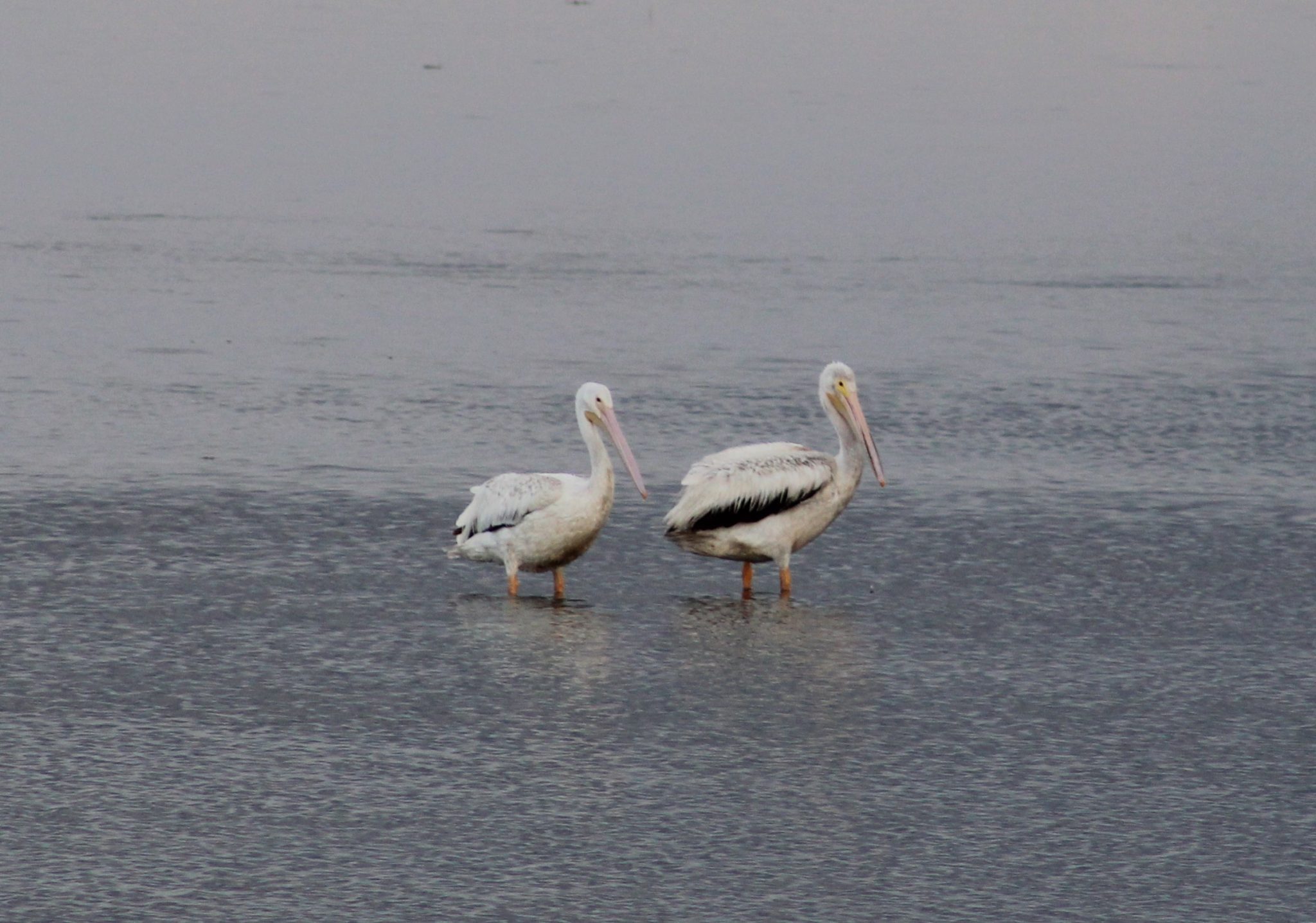 25 White Animals: Unveiling the Elegance of White Fauna - The Wildlife ...