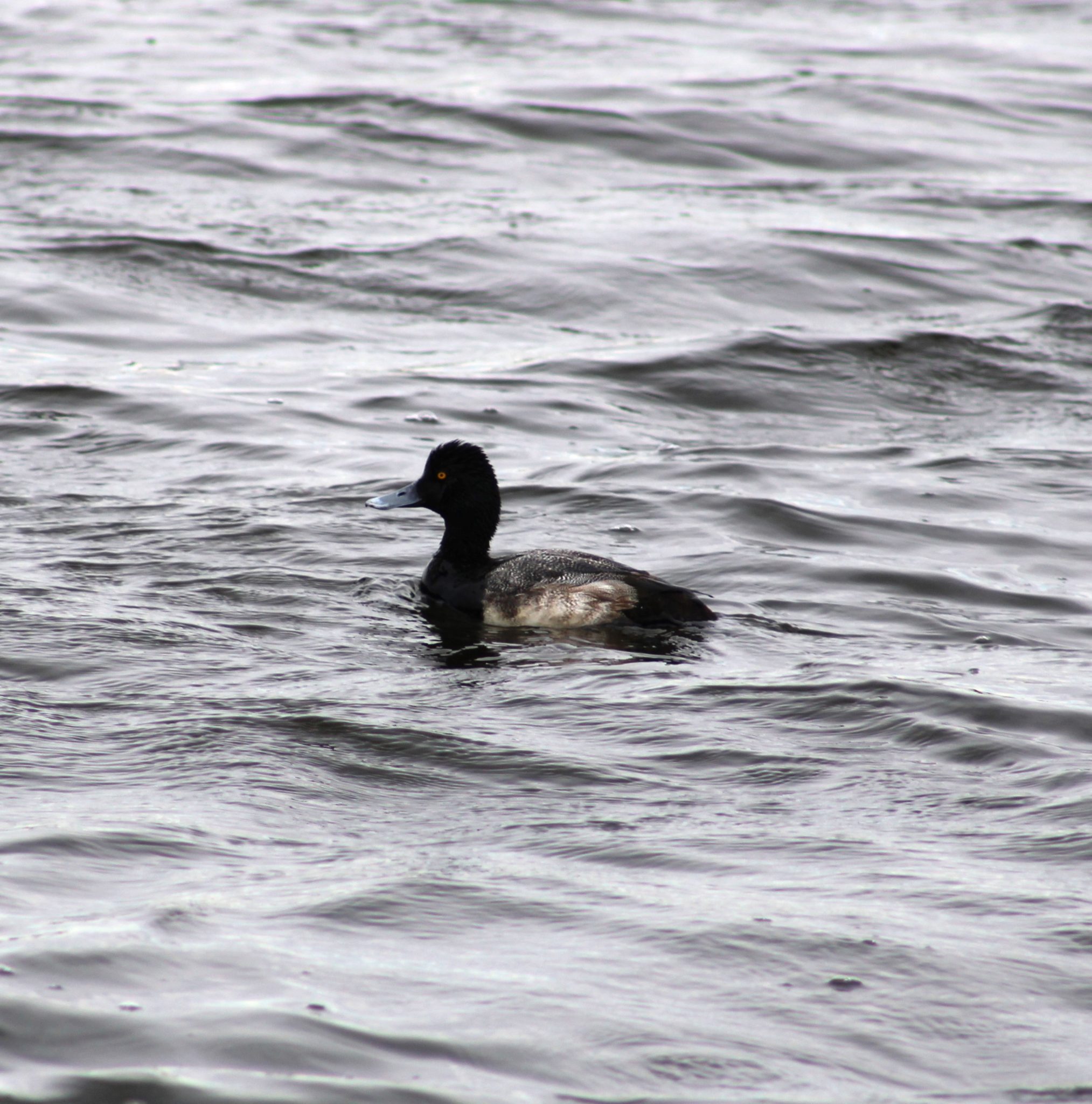 25 Egg Laying Animals: List, Pictures, and Facts - The Wildlife Quest