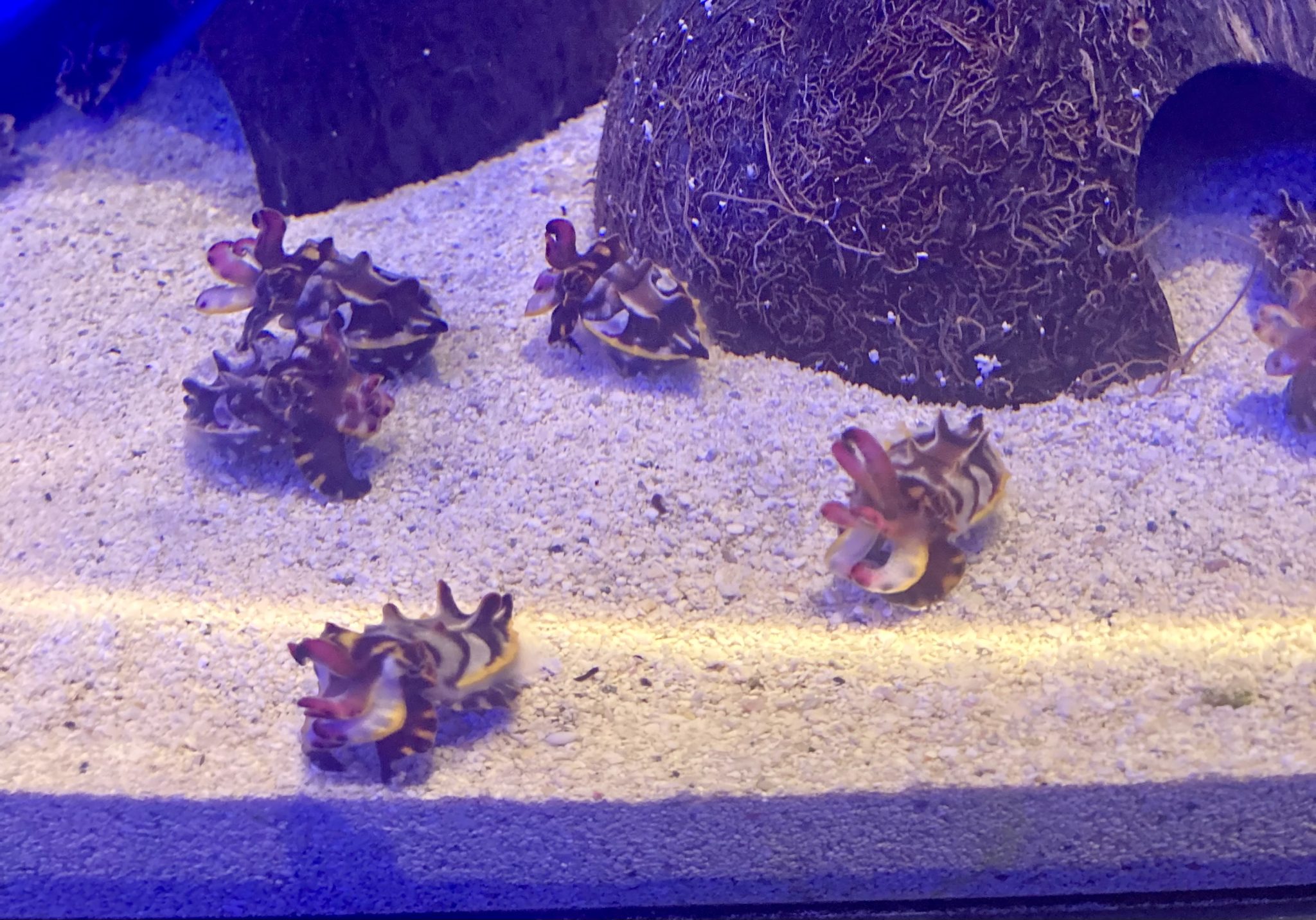 25 Egg Laying Animals: List, Pictures, and Facts - The Wildlife Quest