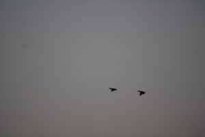 Can Ducks Fly? Everything You Want to Know About Flying Ducks - The ...