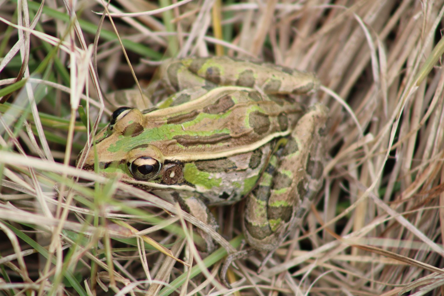 25 Egg Laying Animals: List, Pictures, and Facts - The Wildlife Quest