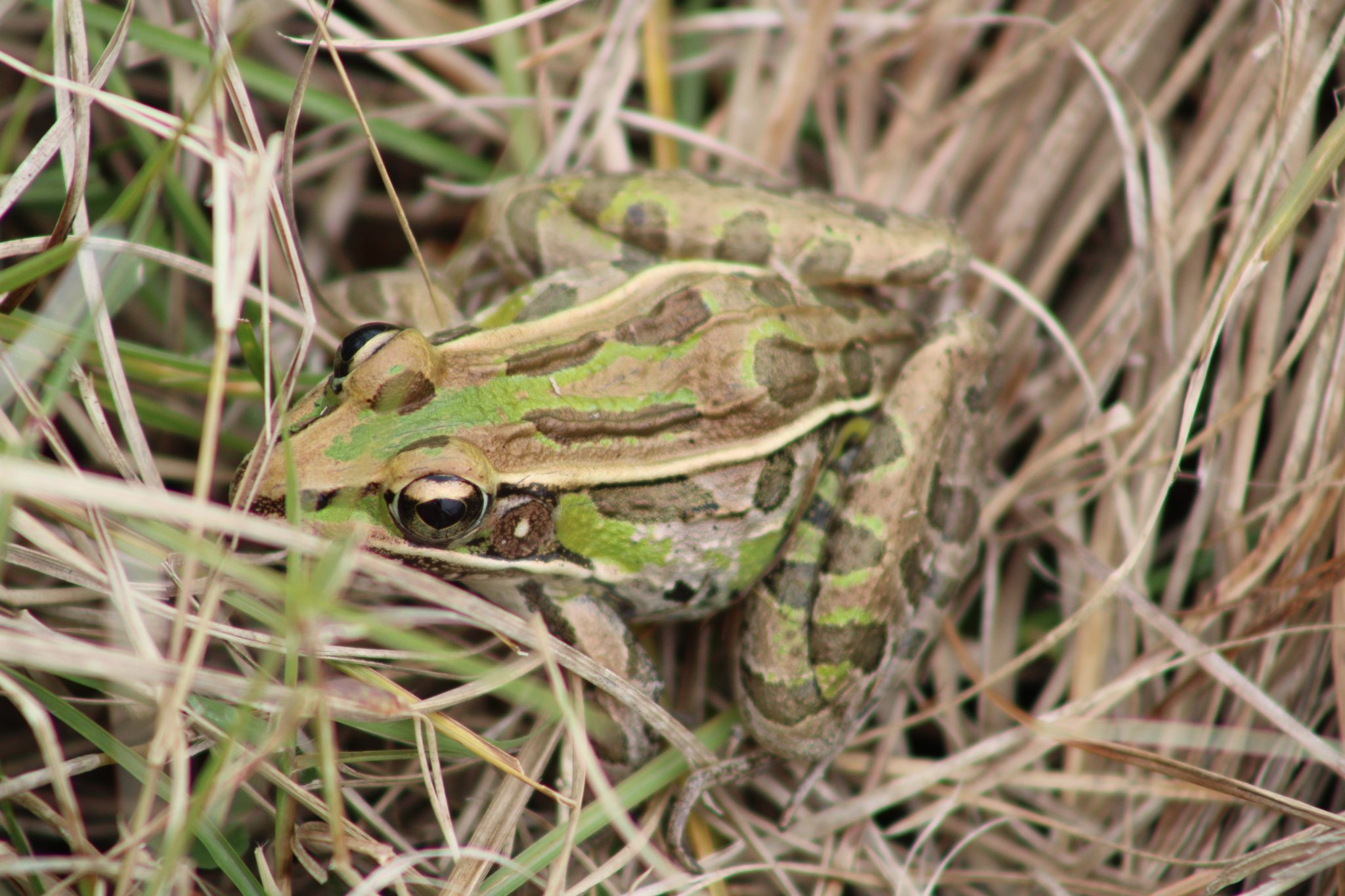 25 Egg Laying Animals: List, Pictures, and Facts - The Wildlife Quest