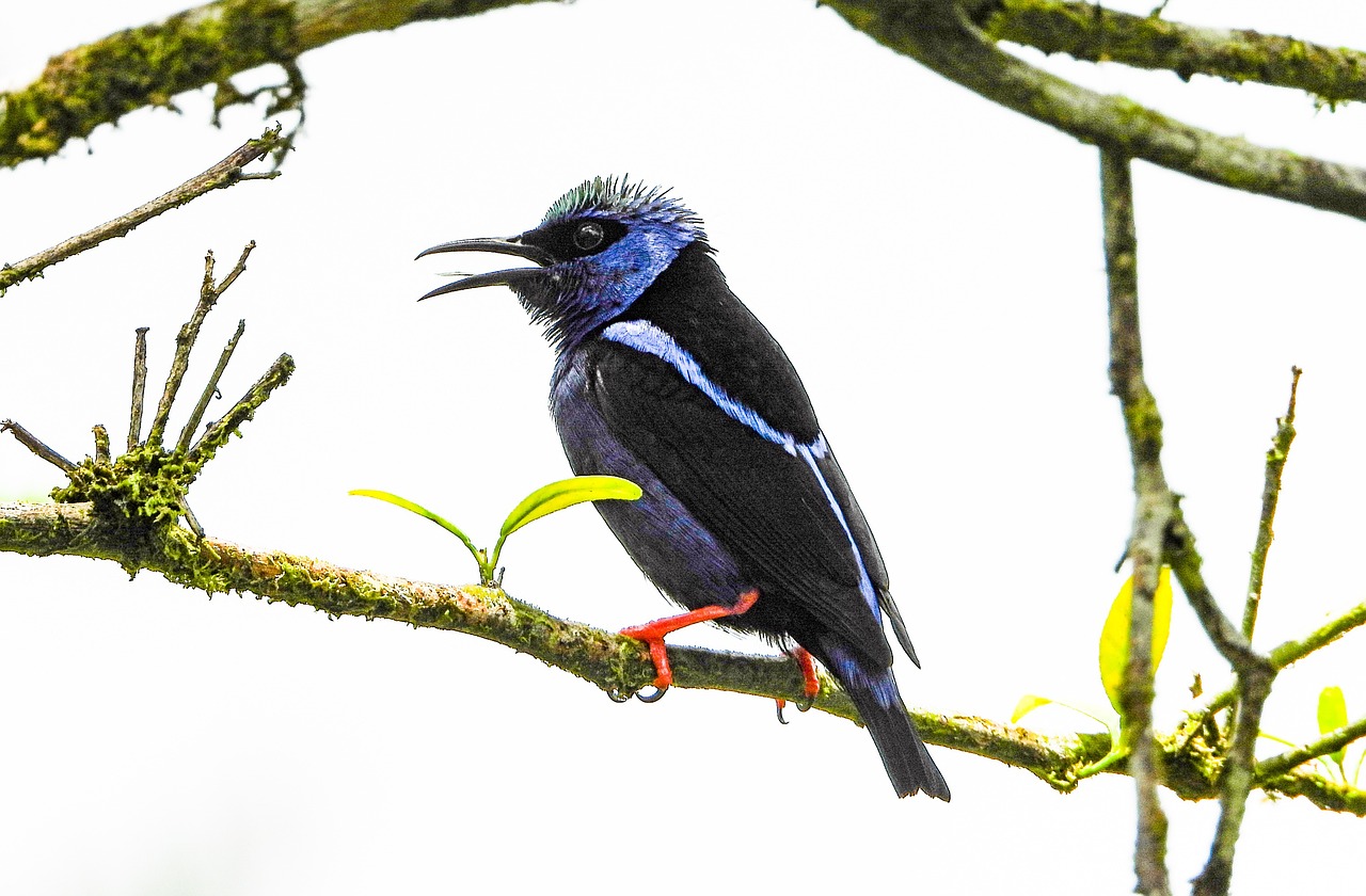 18 Purple Animals: Unveiling Nature's Royalty! - The Wildlife Quest