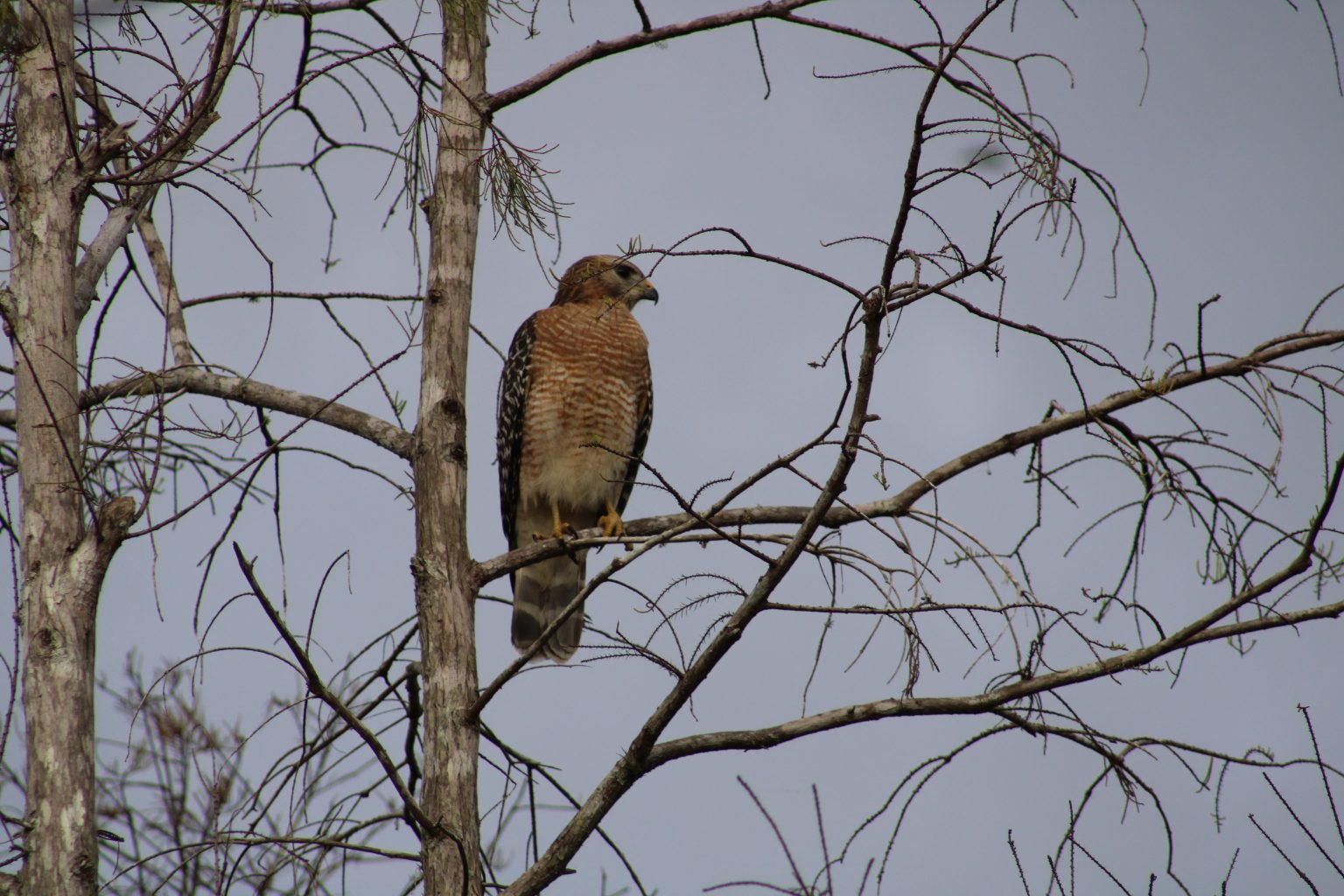 25 Egg Laying Animals: List, Pictures, and Facts - The Wildlife Quest