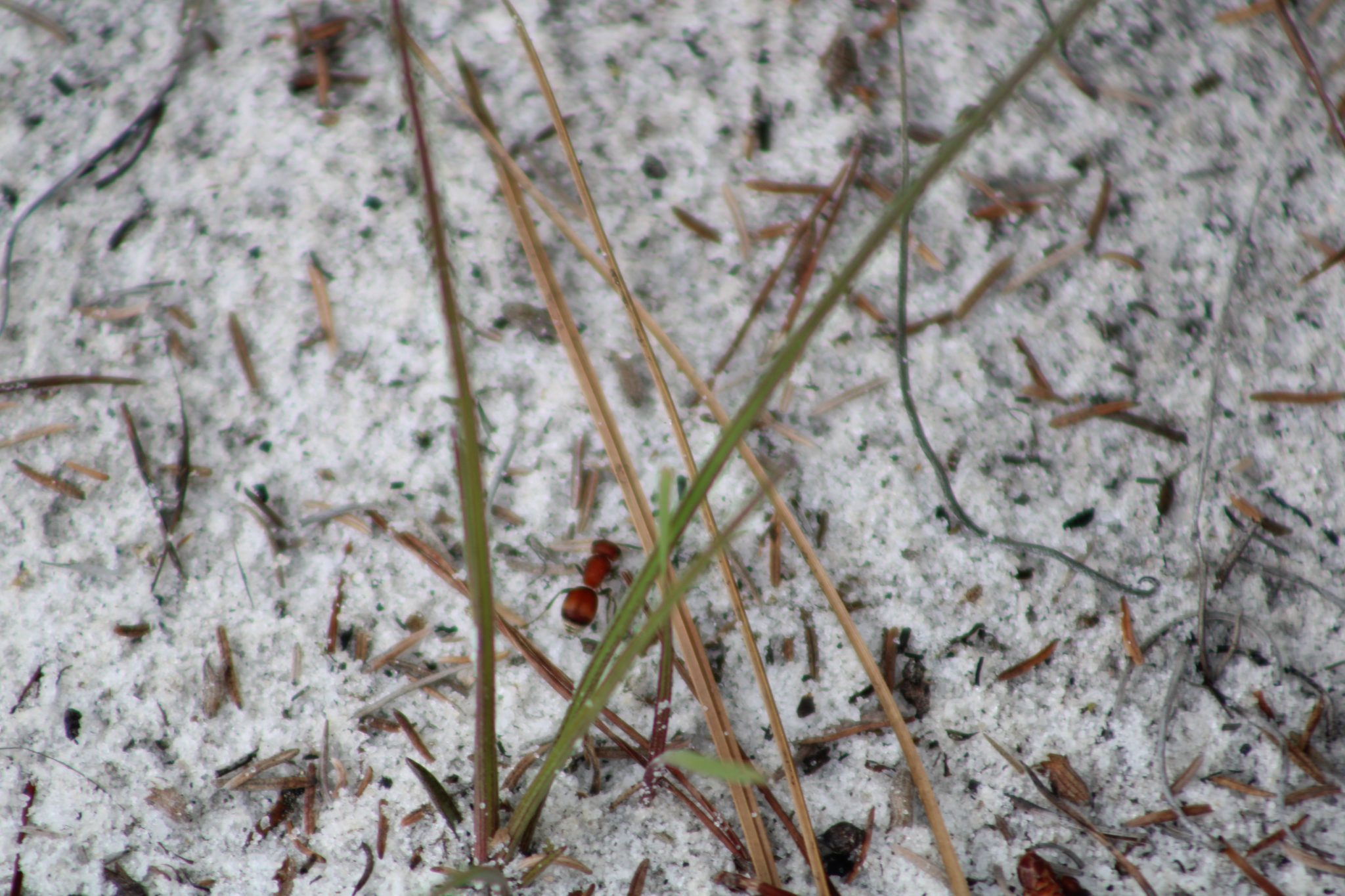 25 Red Animals: Discover A Vibrant Menagerie! - The Wildlife Quest