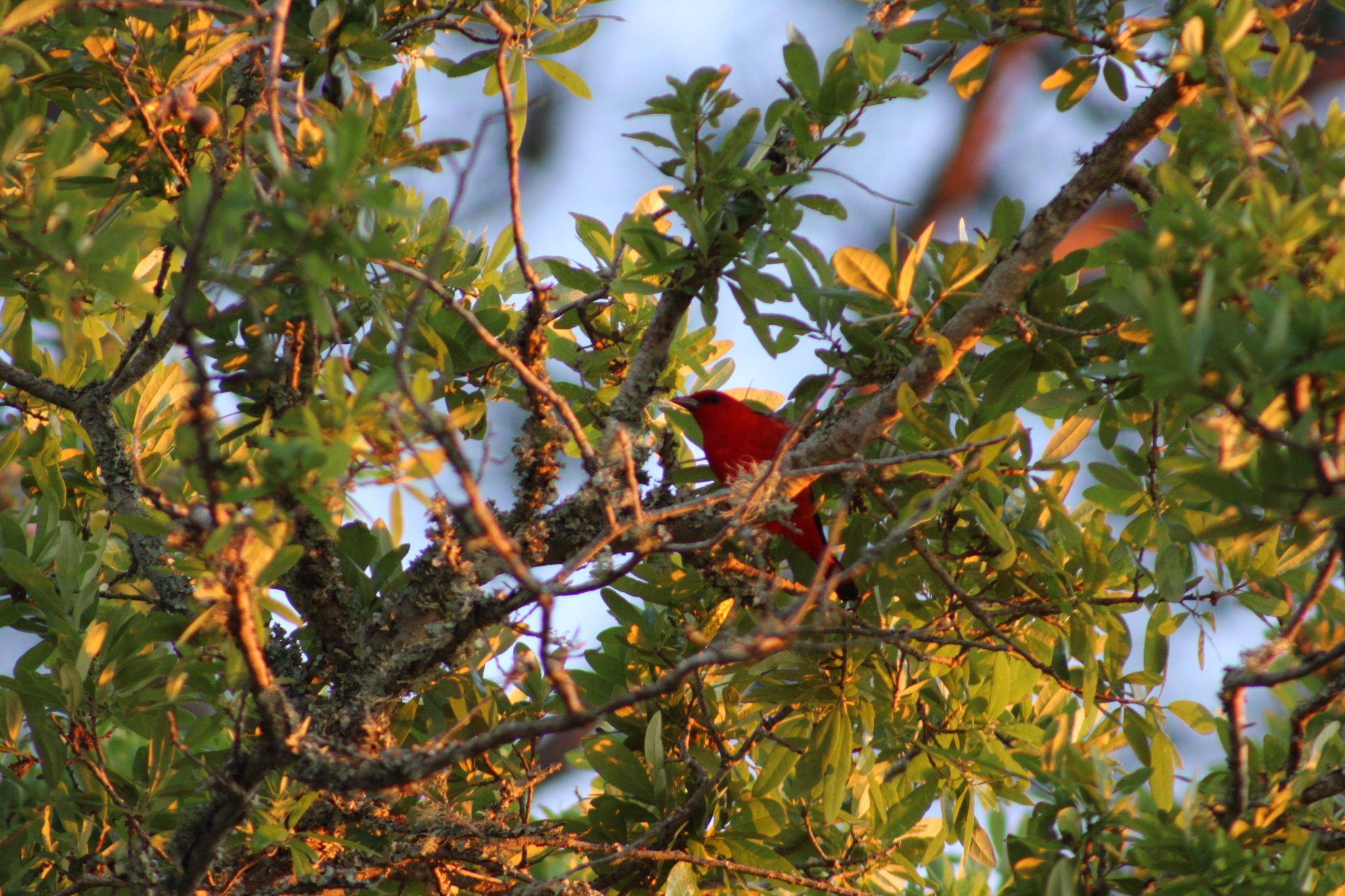 25 Red Animals: Discover A Vibrant Menagerie! - The Wildlife Quest