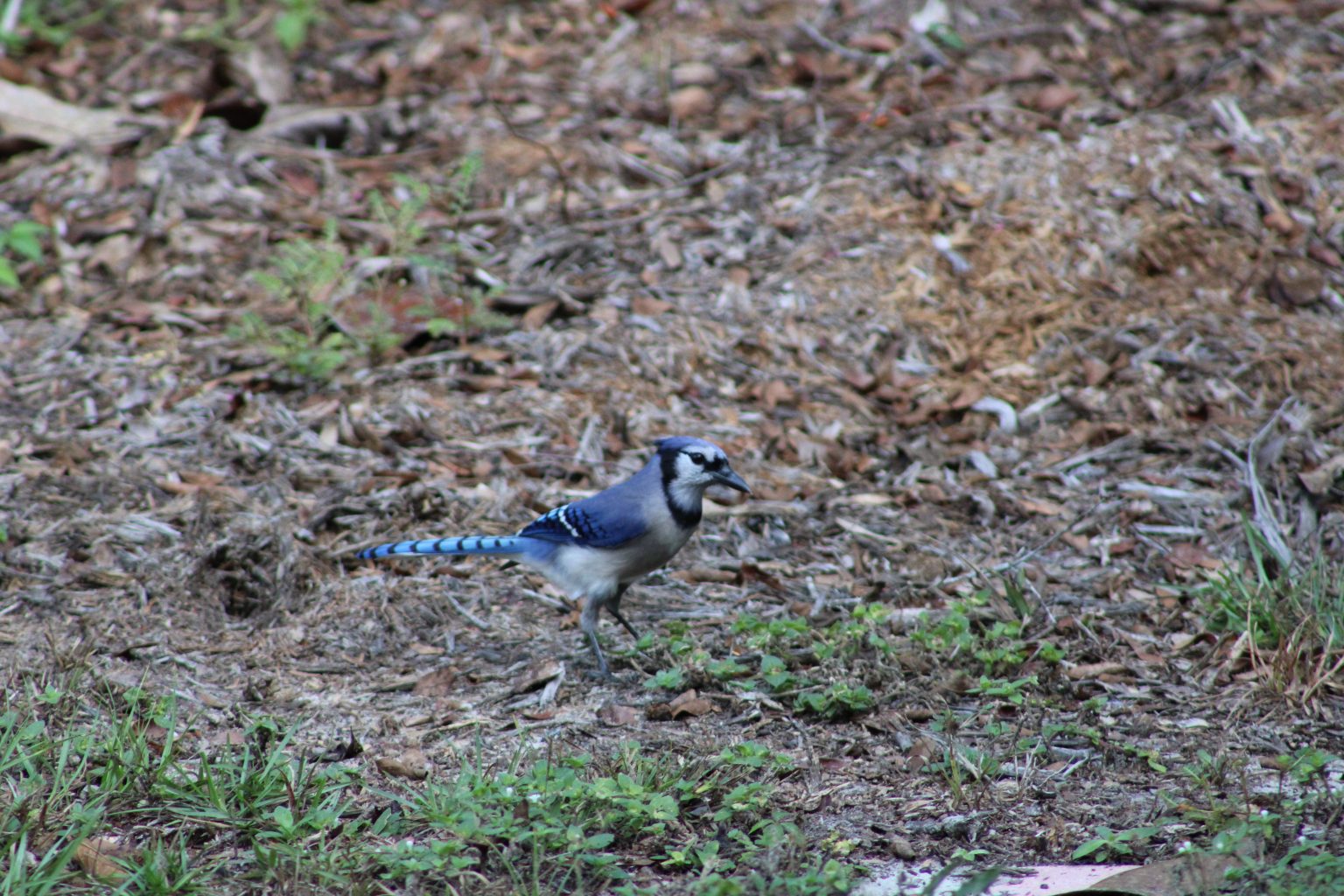 Blue Jay Female vs Male: How To Tell The Difference - The Wildlife Quest