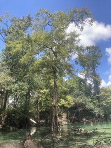 Madison Blue Springs State Park: A Portal To The Underside - The ...