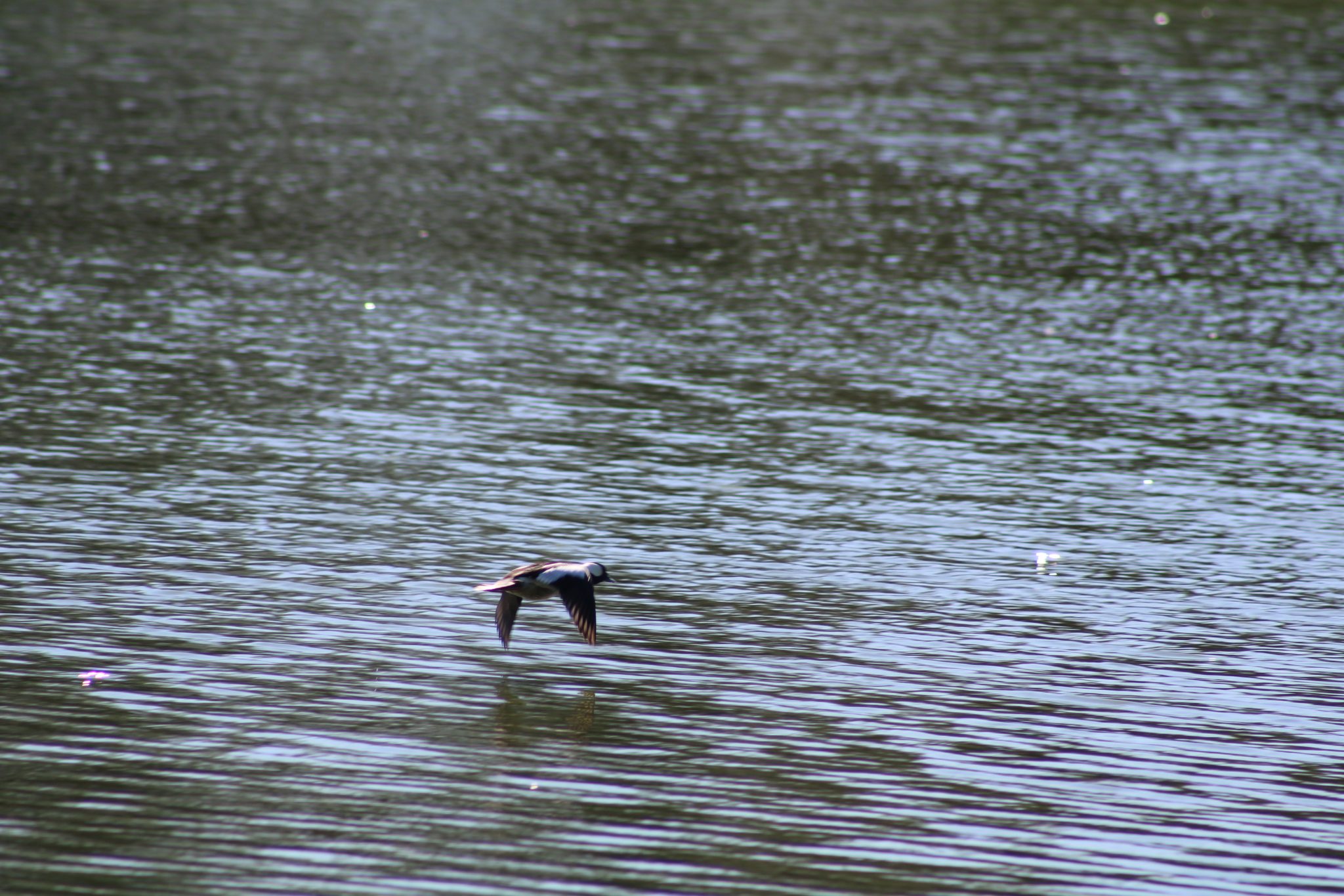 Can Ducks Fly? Everything You Want to Know About Flying Ducks - The ...