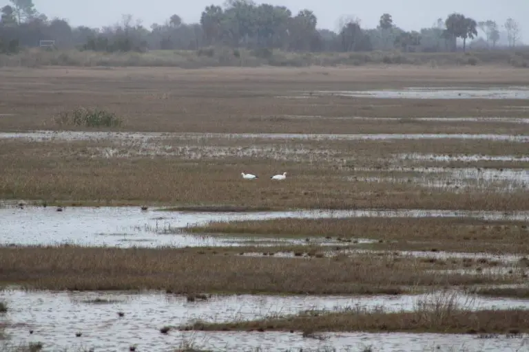 What is a Group of Geese Called? - The Wildlife Quest